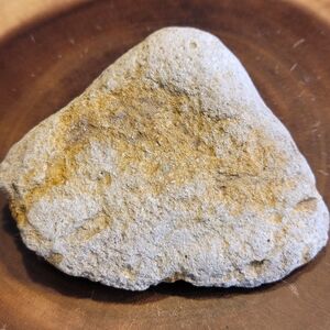 Natural | Accents | Authentic Ancient Fenestella Bryozoan Fossil ...